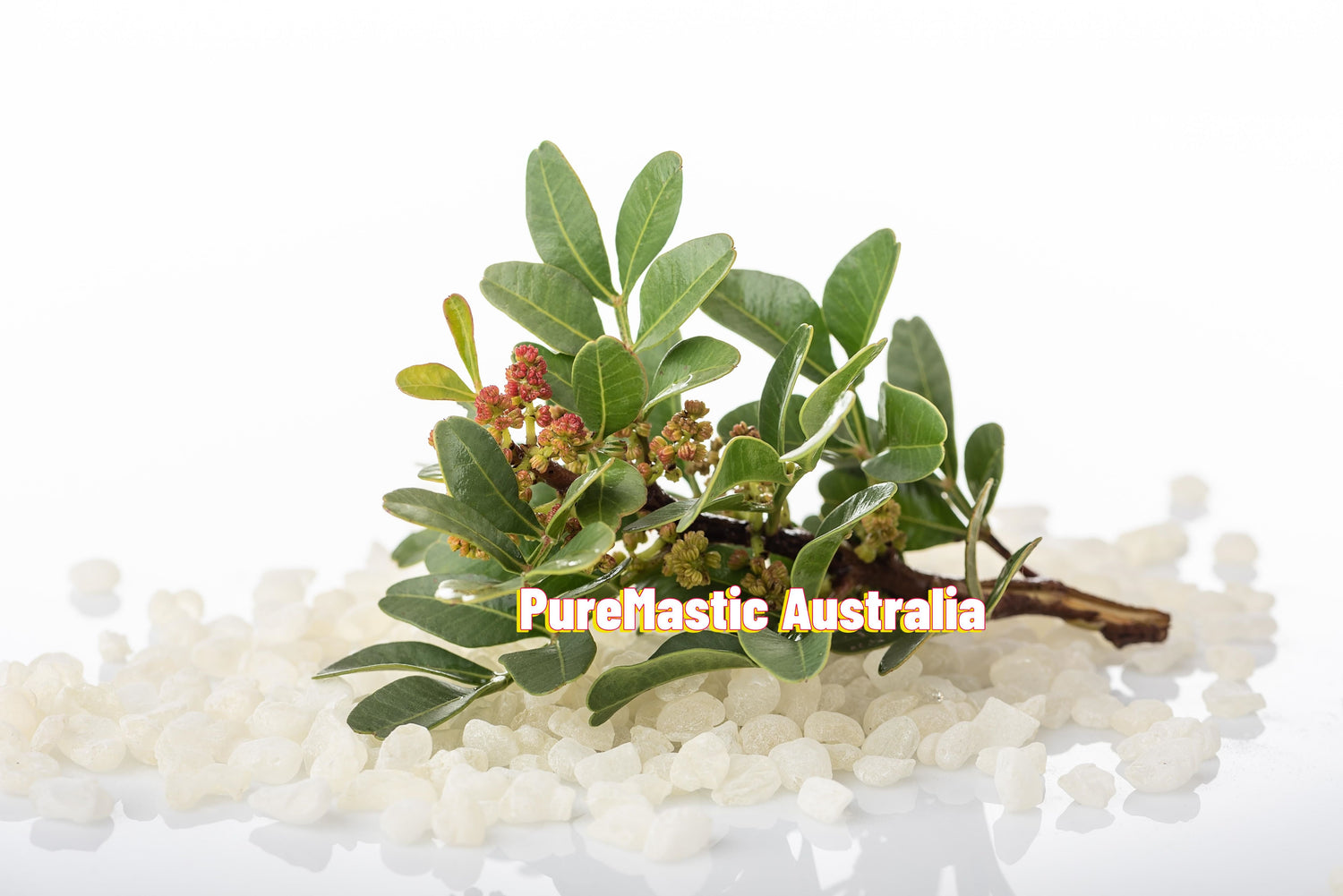 Premium Chios Mastic Gum Authentic Greek, all natural Chewing Gum ...